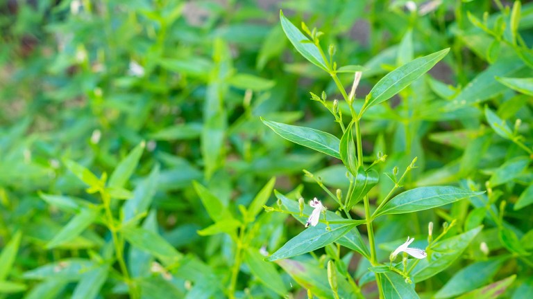 穿心莲 - Chaichada