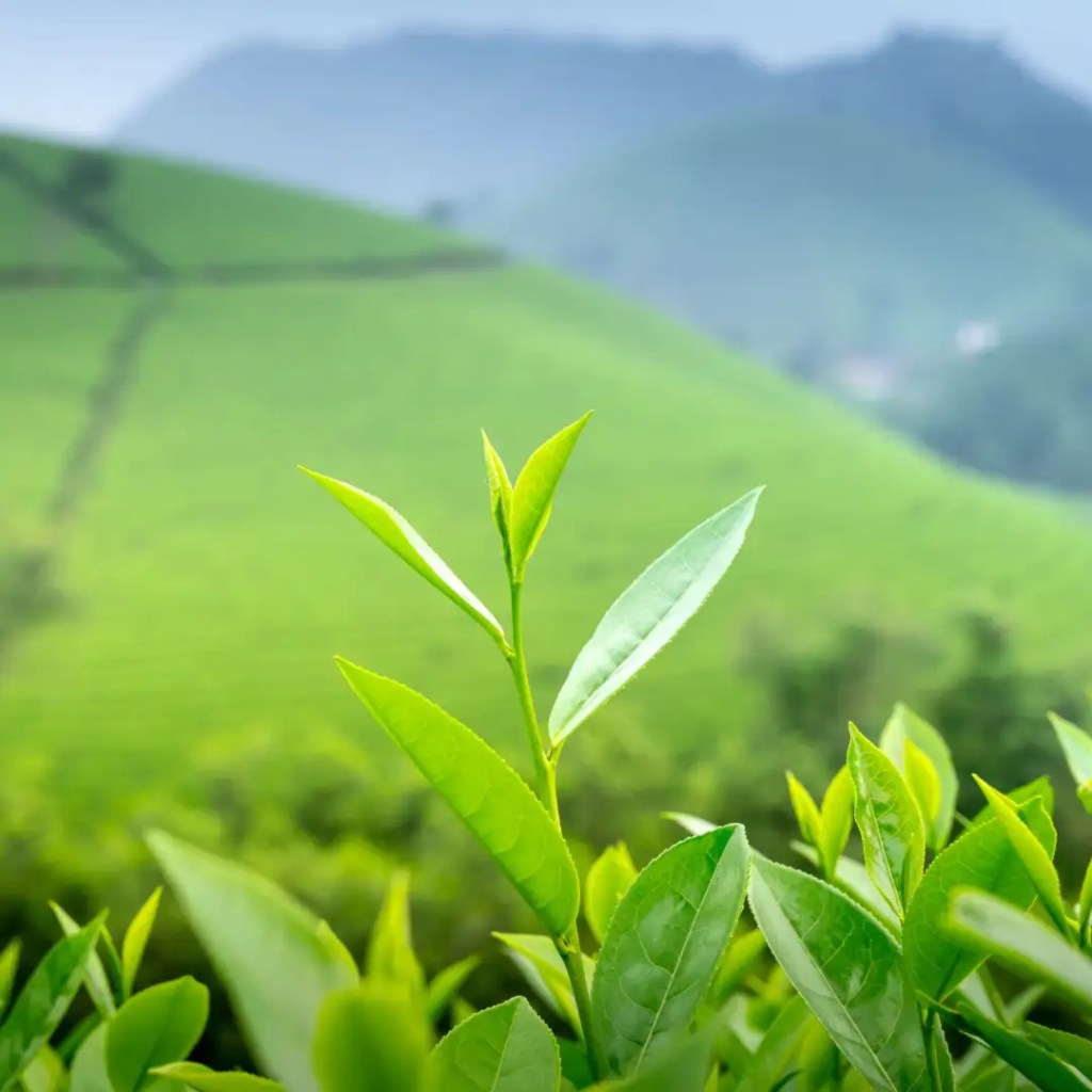 Assam green tea - Chaichada