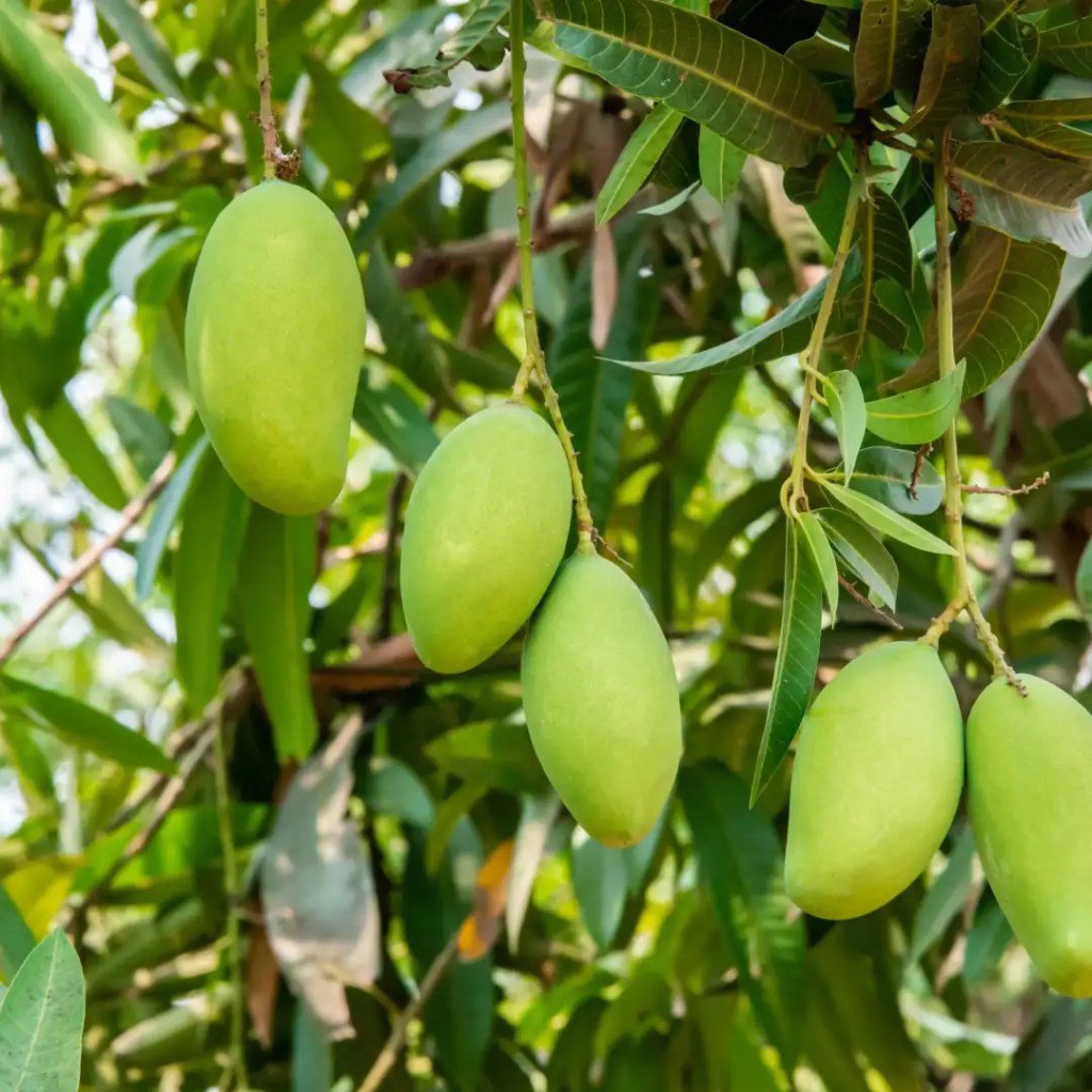Mango (kaew) - Chaichada