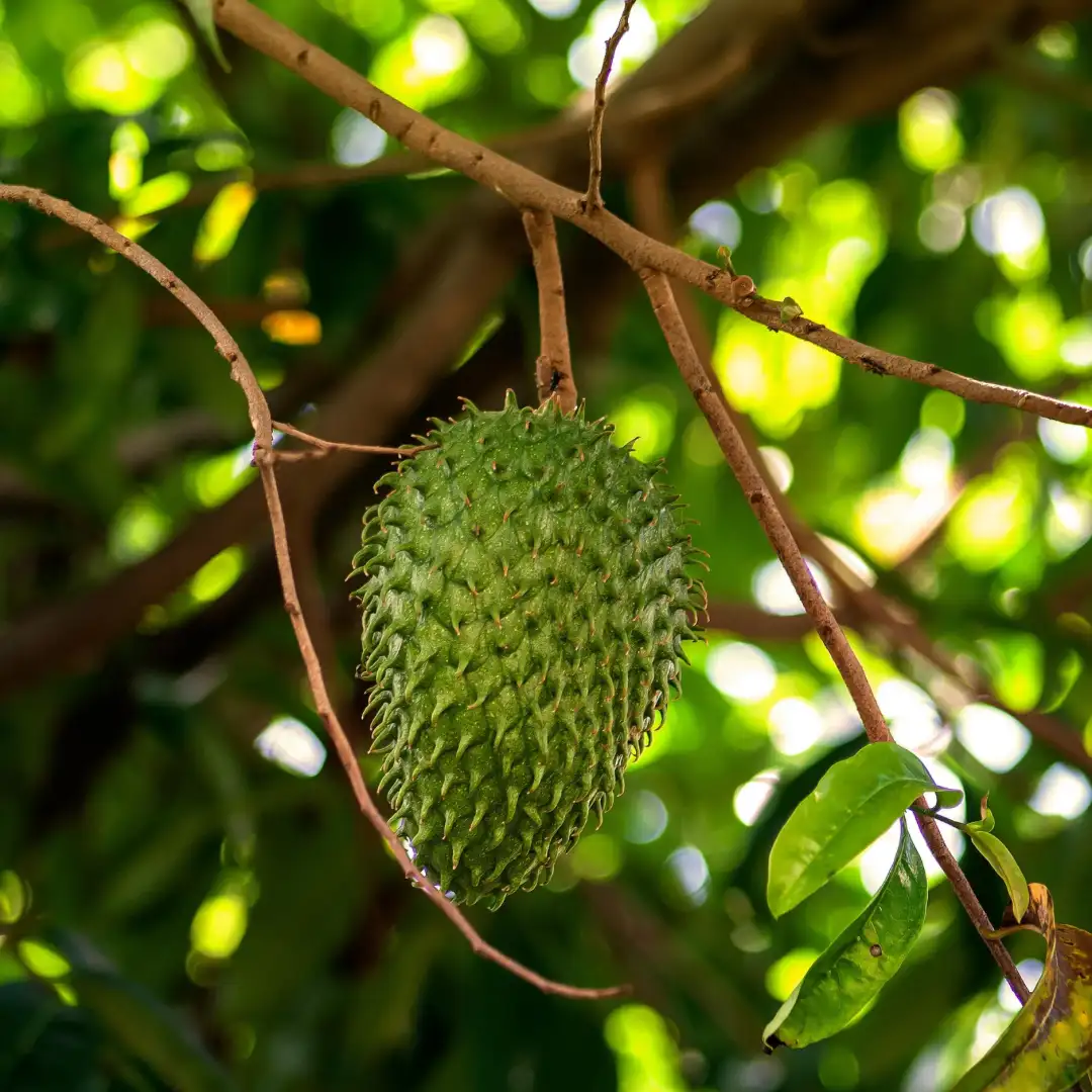 Soursop - Chaichada