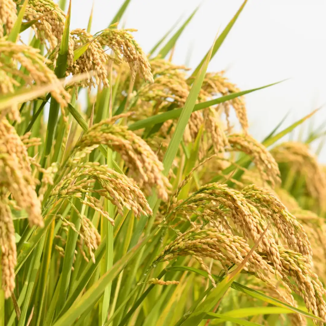 White rice - Chaichada